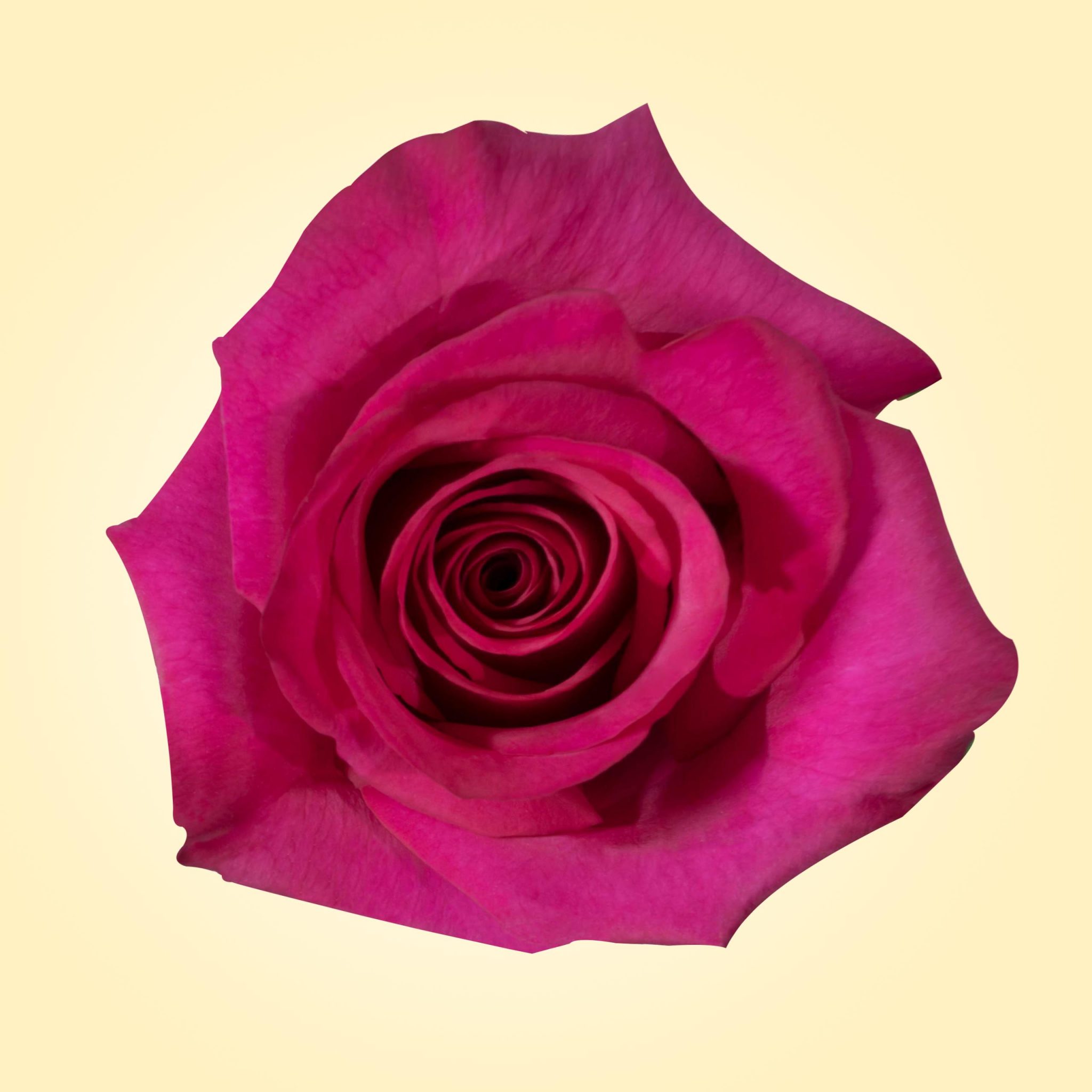 Products – Rosely Flowers