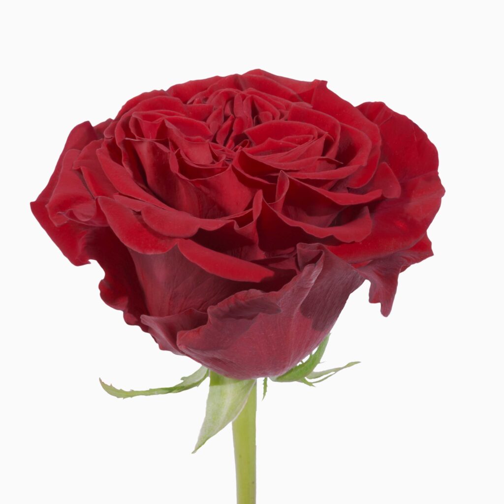 ROJO – Rosely Flowers