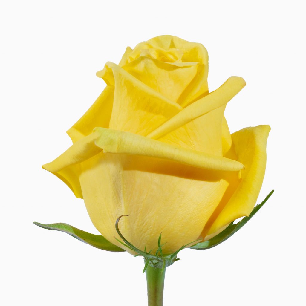 Mohana – Rosely Flowers