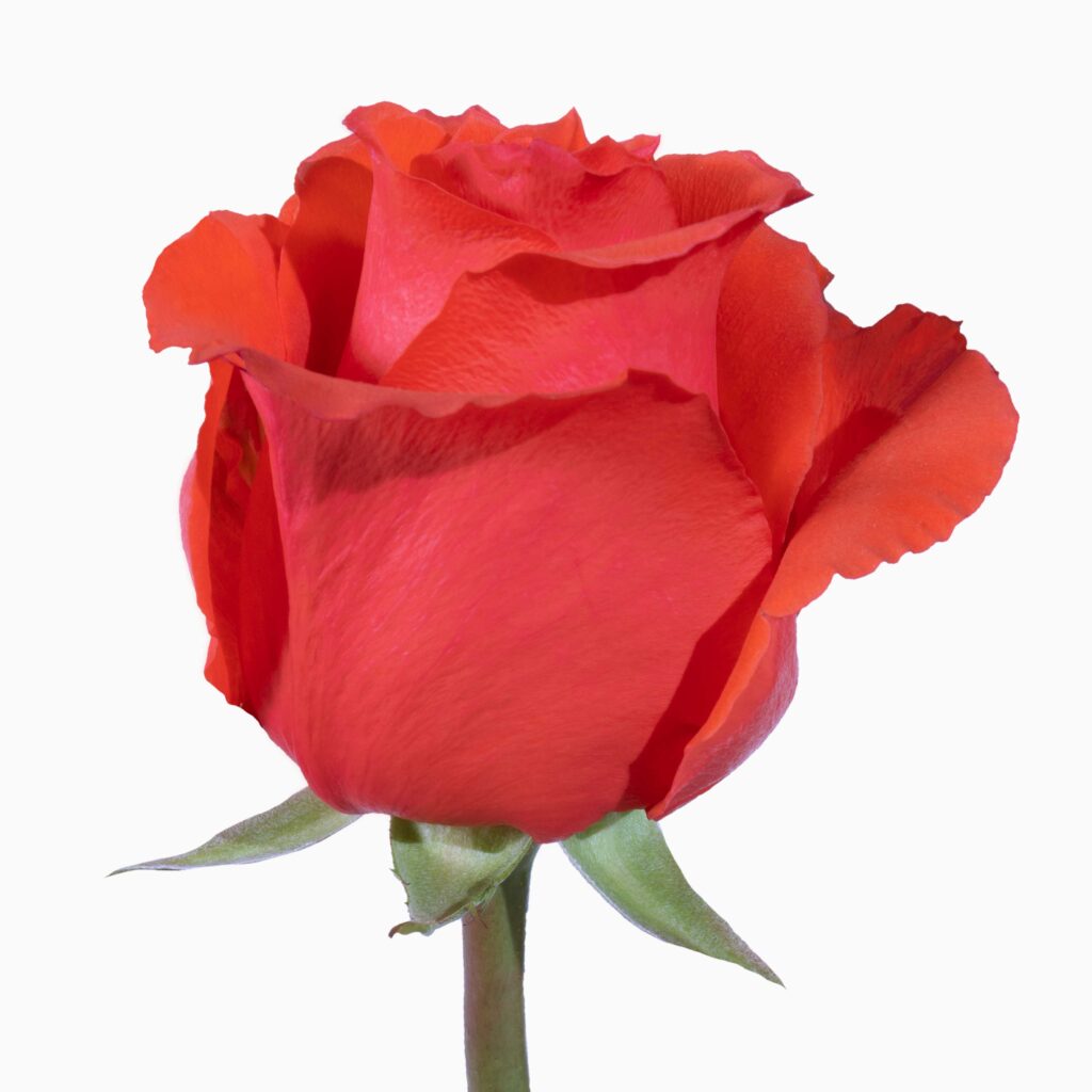 ORANGE – Rosely Flowers